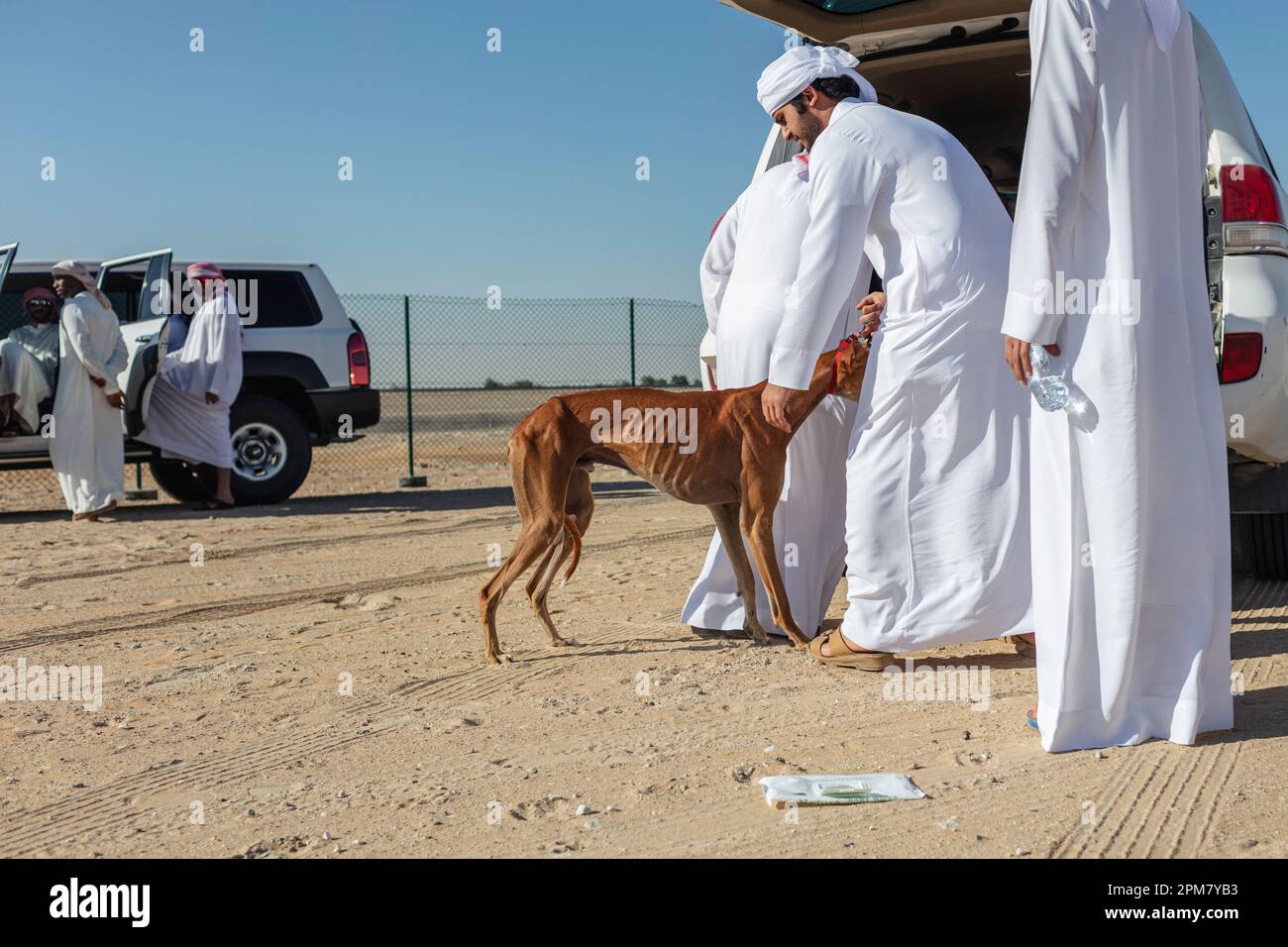 Arabian saluki dogs hi-res stock photography and images - Alamy