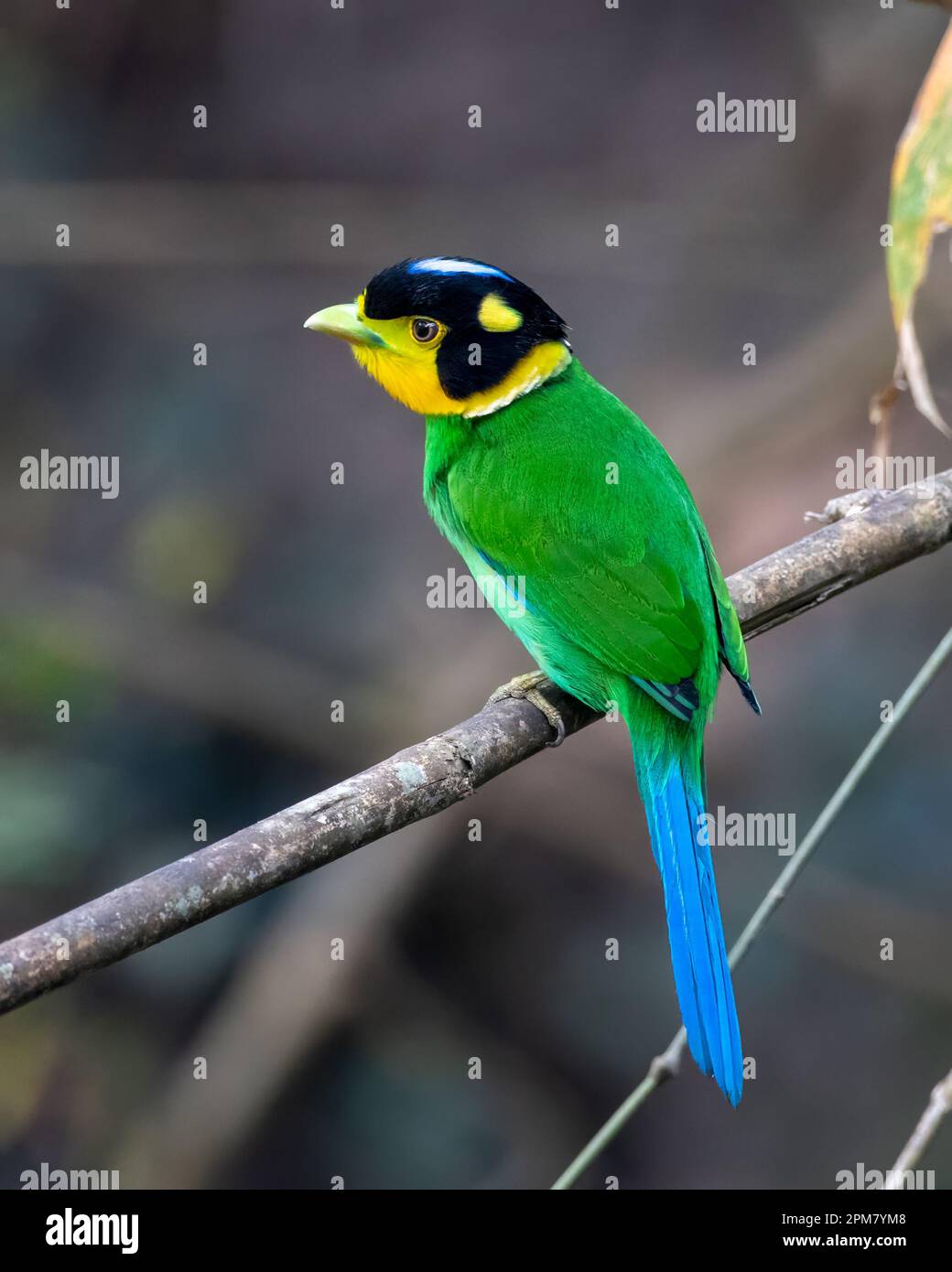 Long-tailed broadbill (Psarisomus dalhousiae) observed in Rongtong in ...