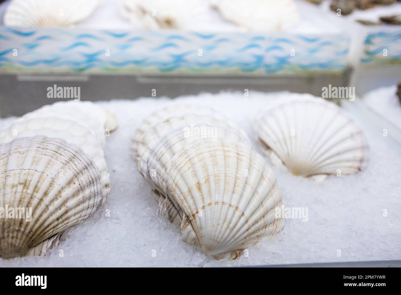 Fresh white scallops on a seafood market at Barcelona, Spain Stock ...