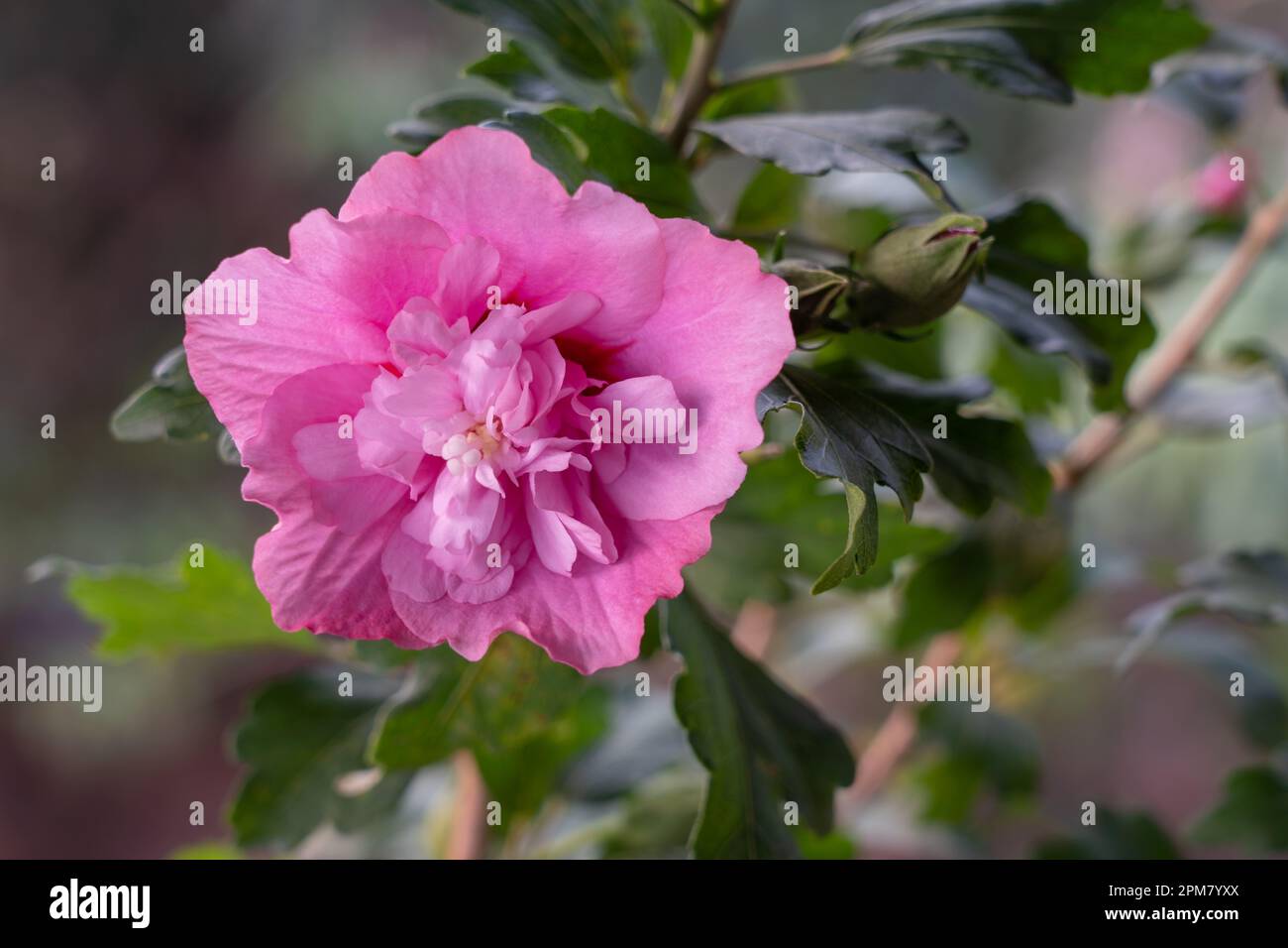 Closeup view of colorful pink and red double flower of hibiscus ...
