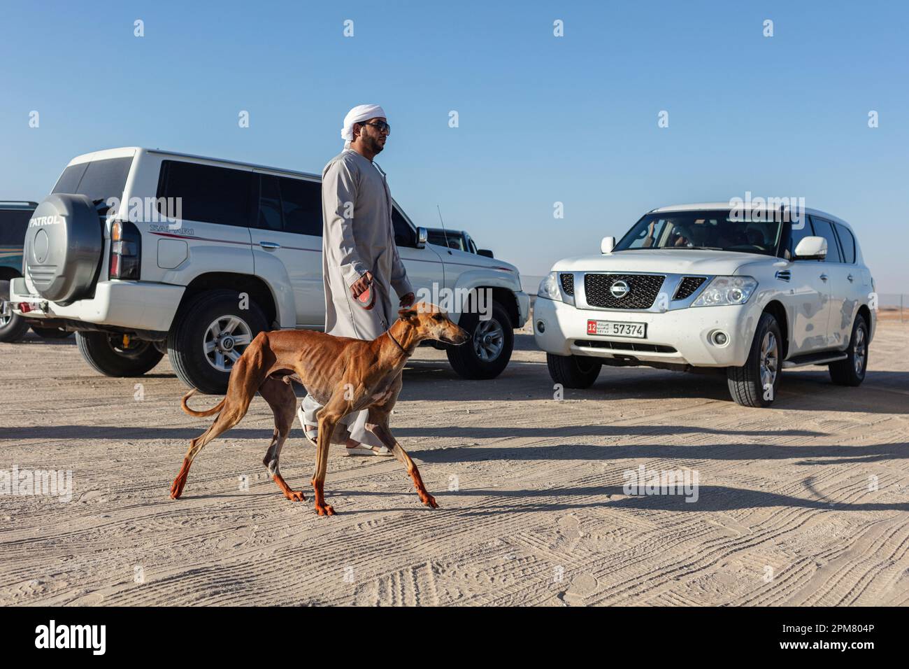 Saluki racing in Al Dhafra region of the Emirate of Abu Dhabi Stock ...