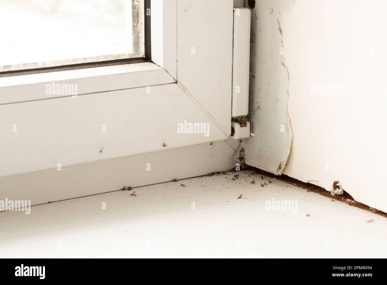 A window in an apartment with high humidity and fungus on the walls, a ...