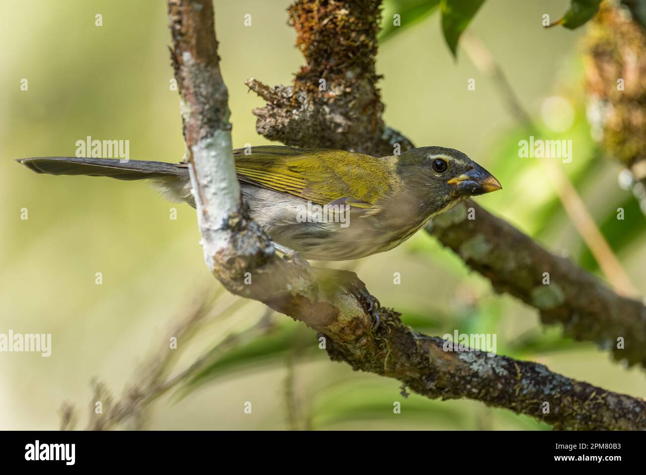 Buff-throated Saltator - Saltator maximus, large green and yellow ...