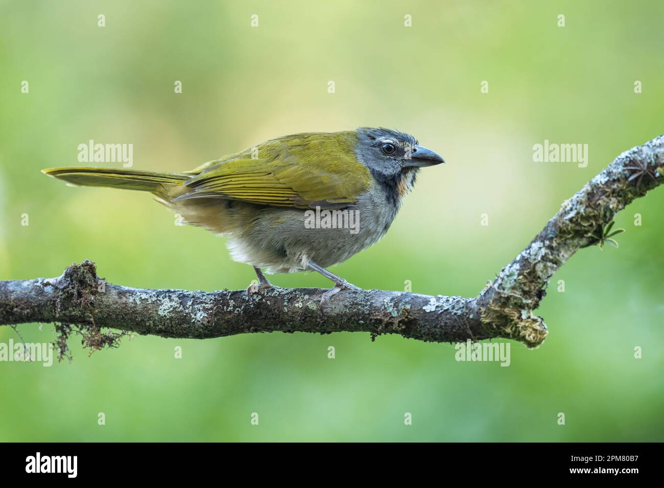 Buff-throated Saltator - Saltator maximus, large green and yellow ...