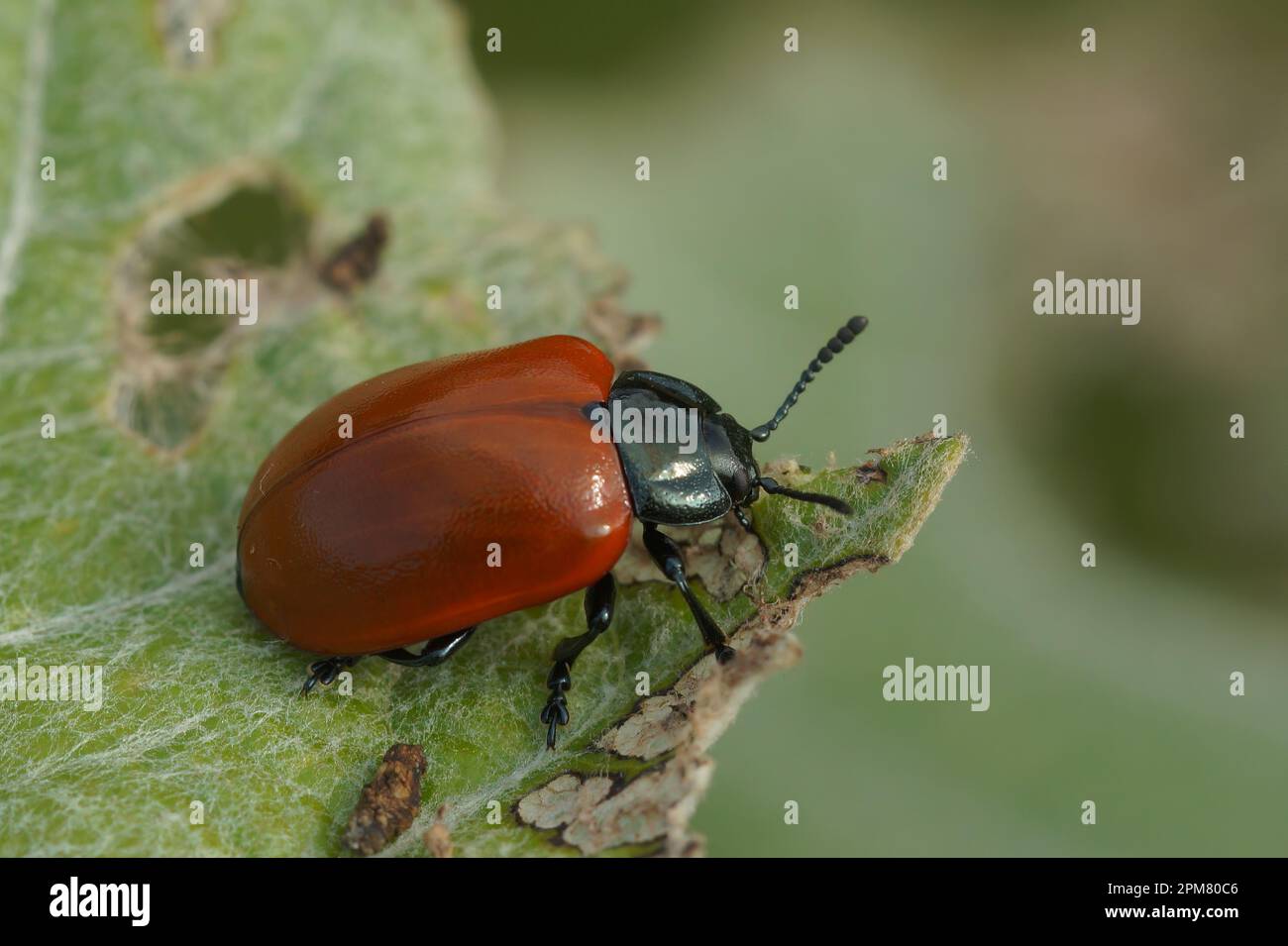 Natural closeup on the colorful red Poplar leaf beetle, Chrysomela ...