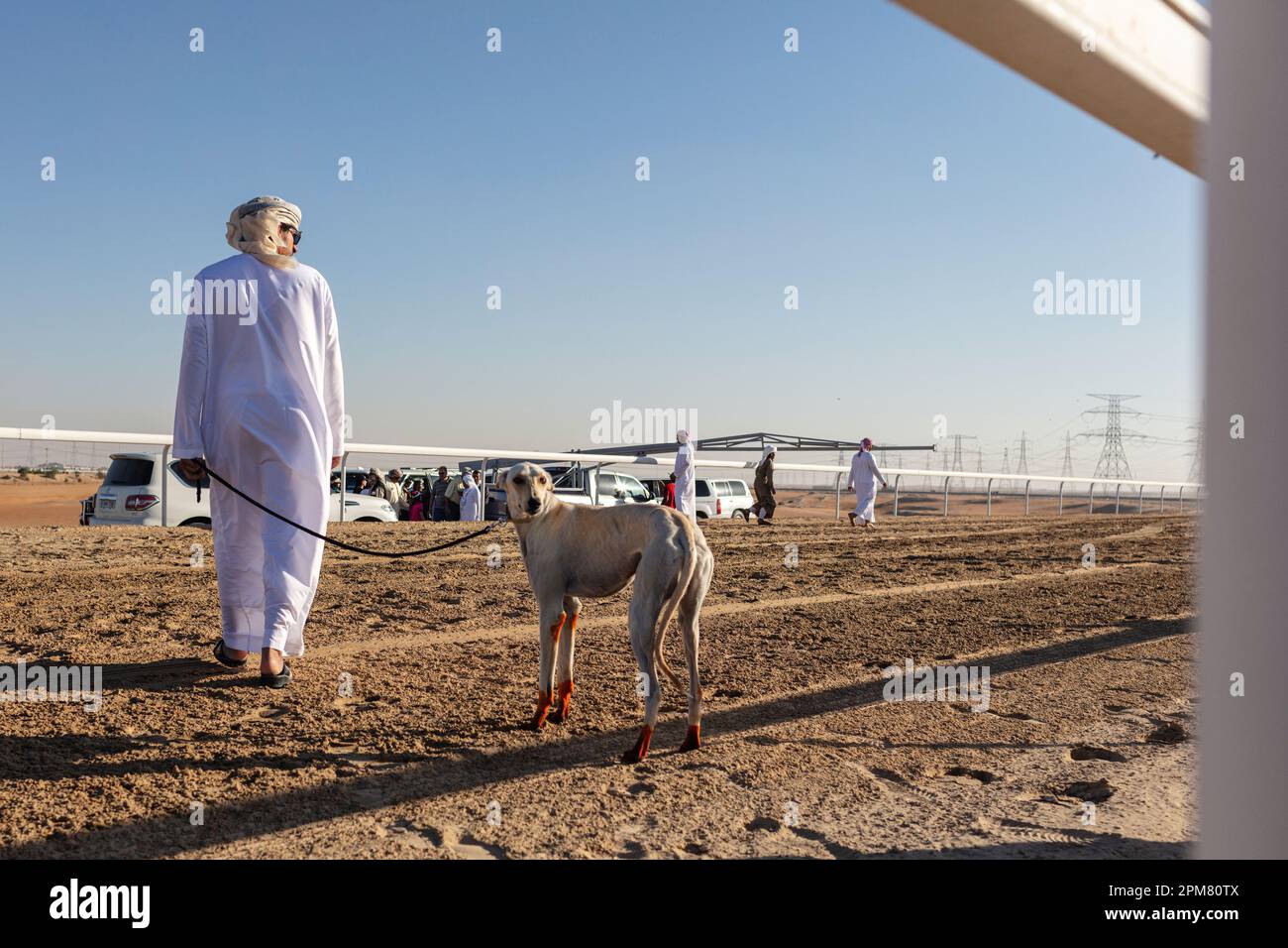Saluki racing in Al Dhafra region of the Emirate of Abu Dhabi Stock ...