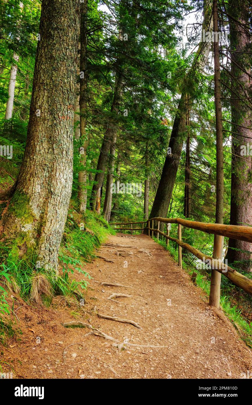 forest trail in beautiful woodland scenery. nature background in summer ...