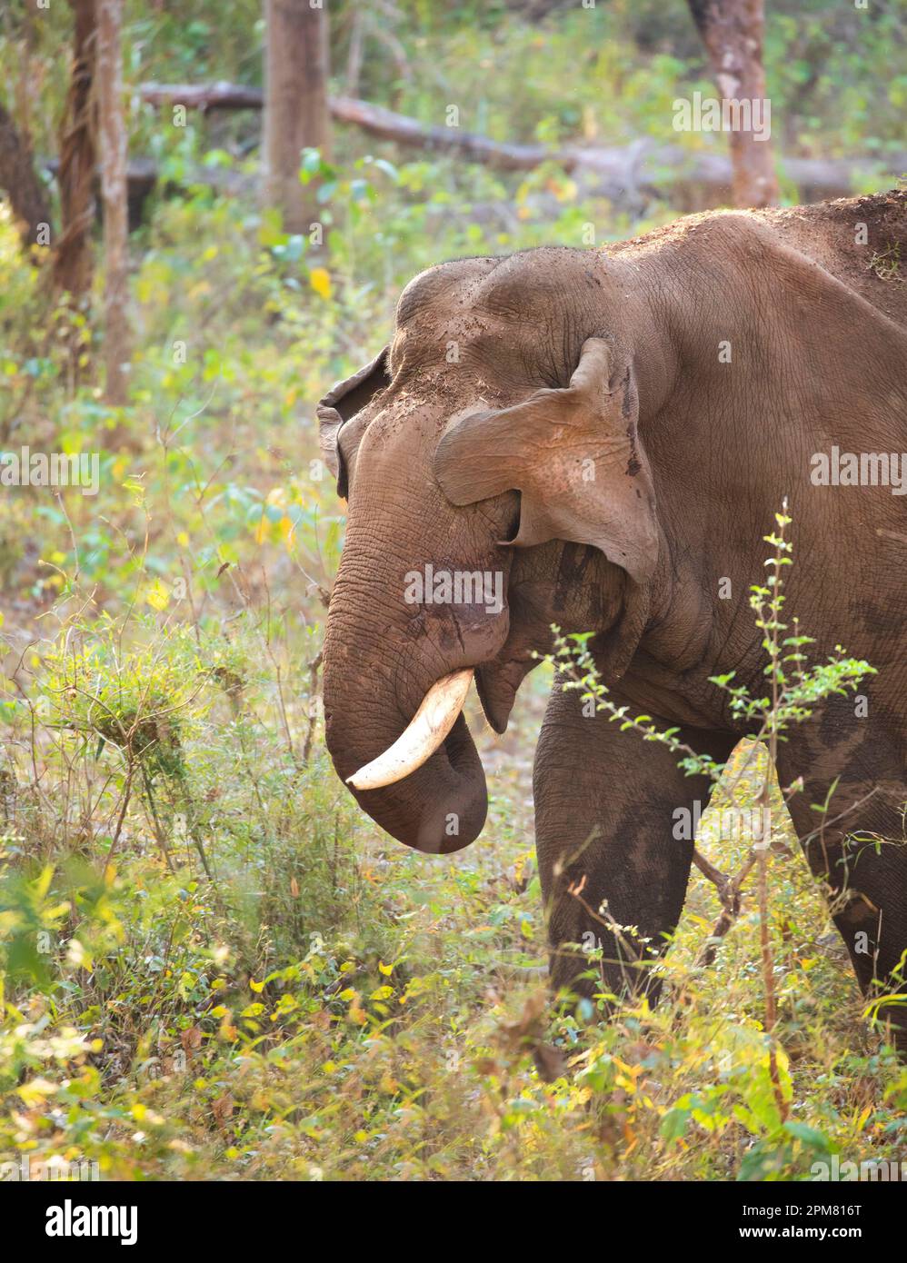 AN ADORABLE image of a naughty tusker playing peek a boo with ears has ...