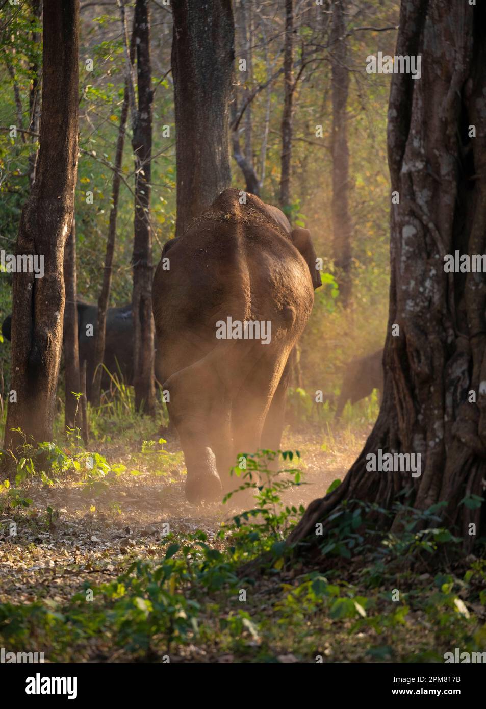AN ADORABLE image of a naughty tusker playing peek a boo with ears has ...