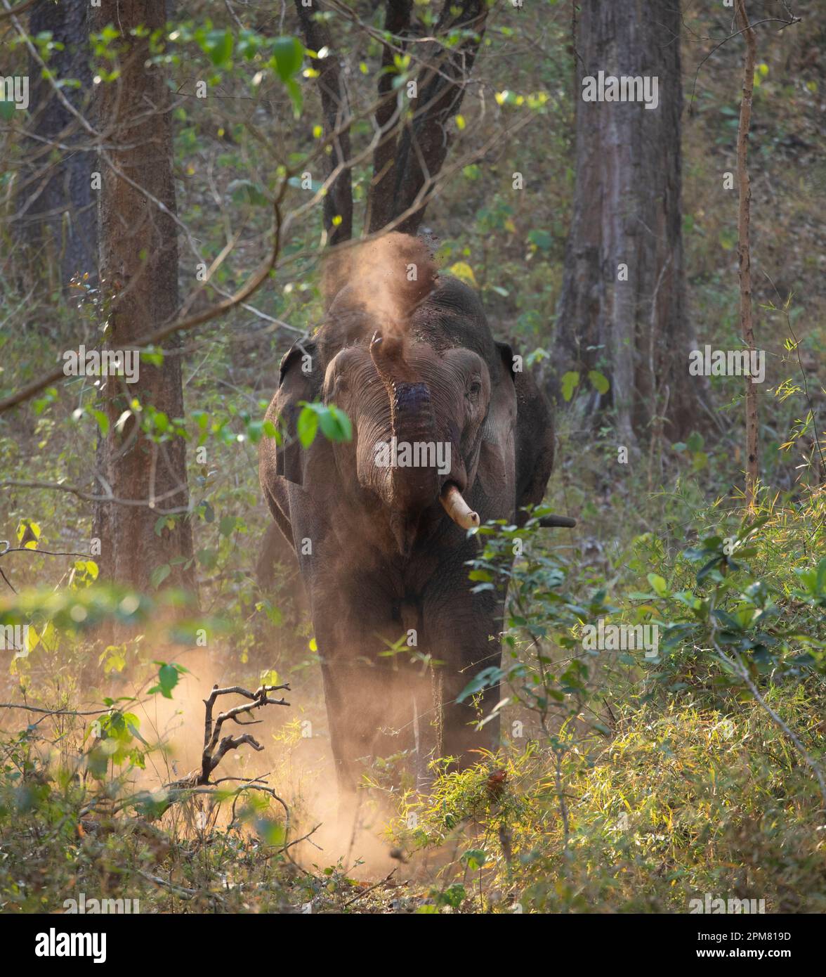 AN ADORABLE image of a naughty tusker playing peek a boo with ears has ...