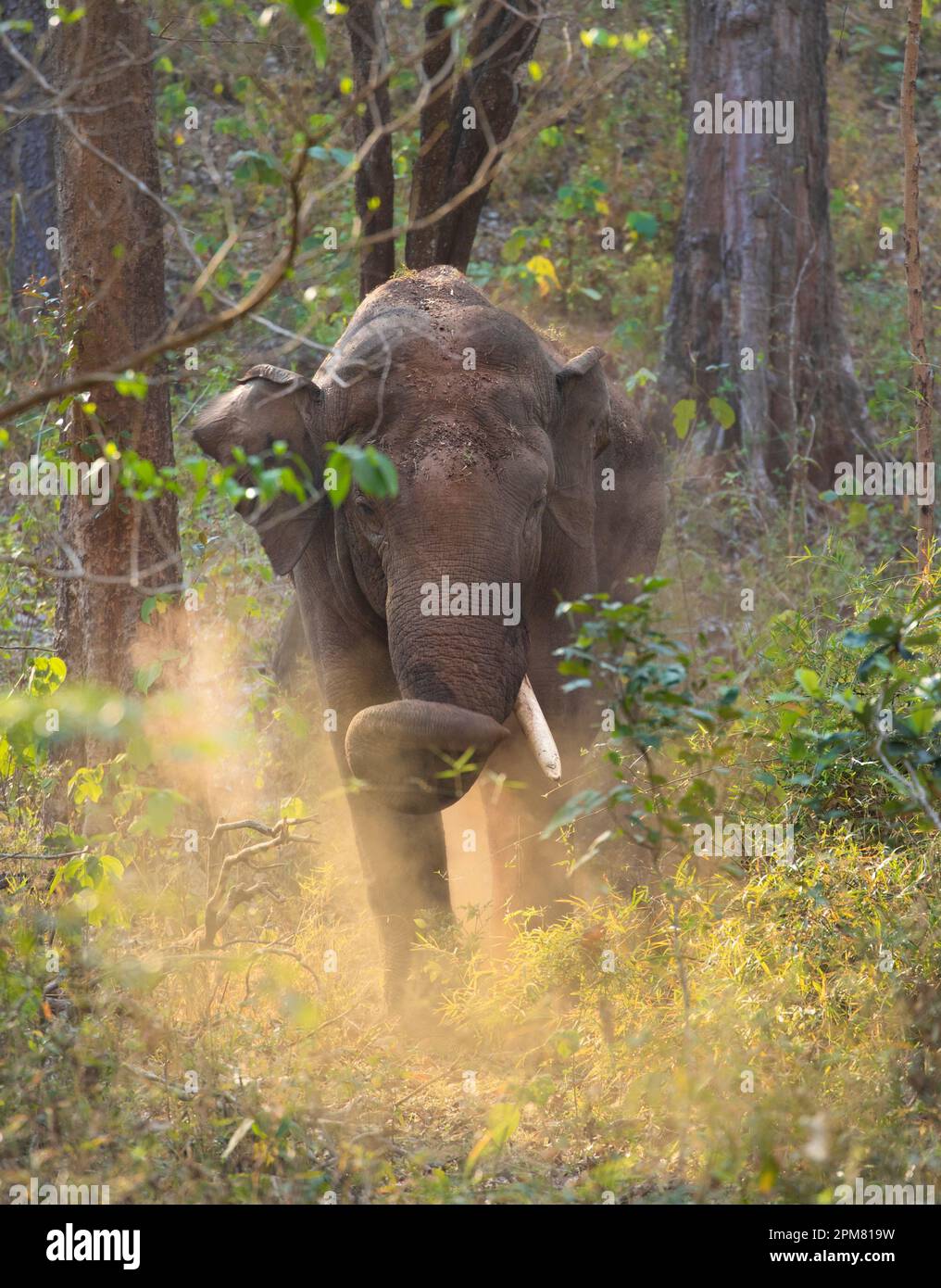 AN ADORABLE image of a naughty tusker playing peek a boo with ears has ...