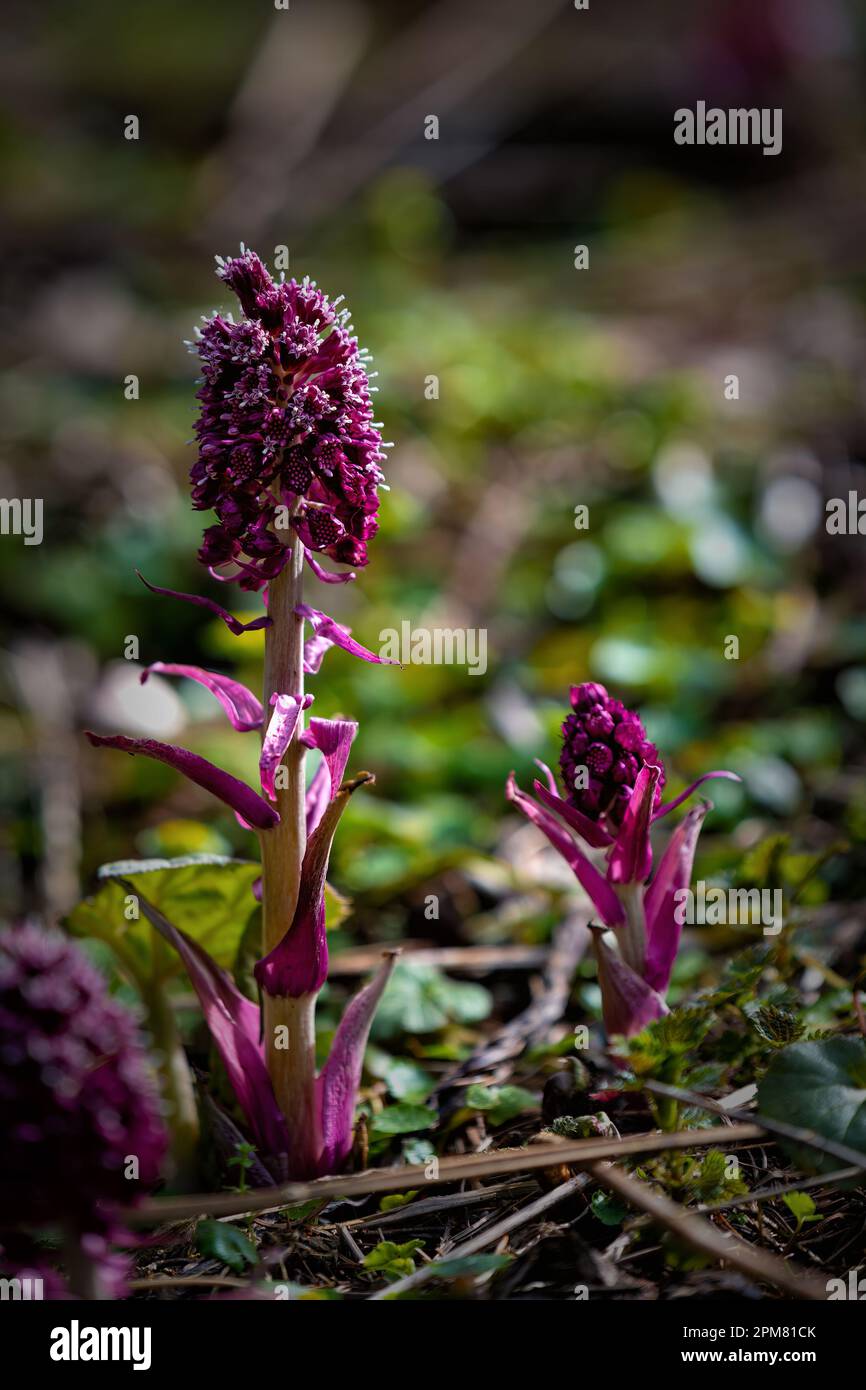 Petasites hybridus, the butterbur, is a herbaceous perennial flowering ...