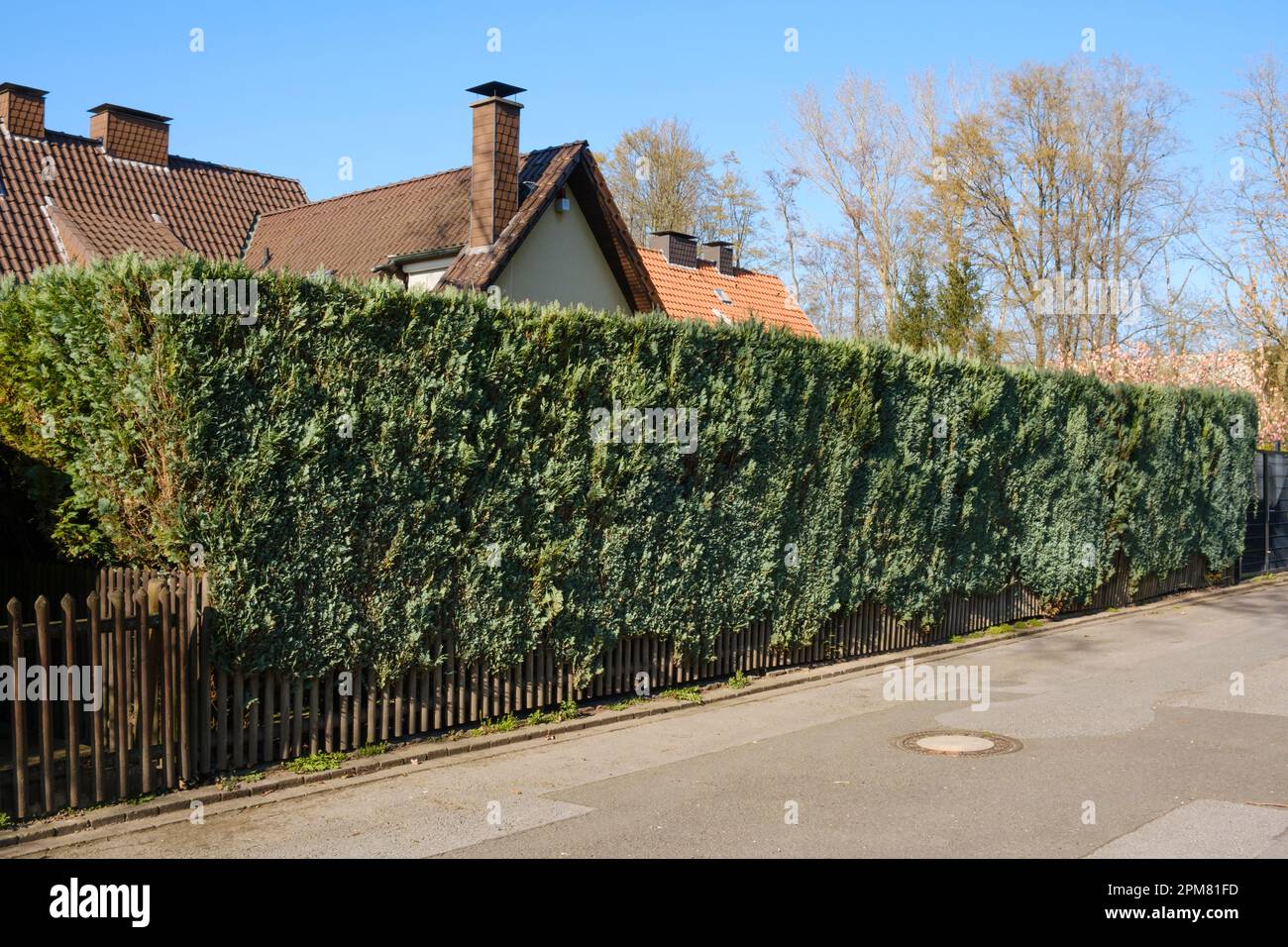 Hedge Of Trees Of Life In Front Of A Residential House, Thuja Hedge ...