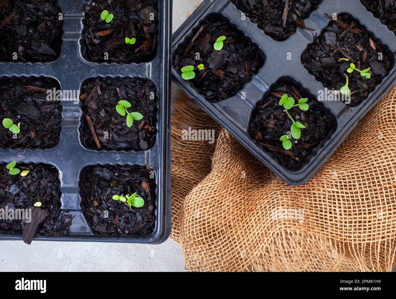 seedling trays with sprouting seeds from above on grey with burlap and ...