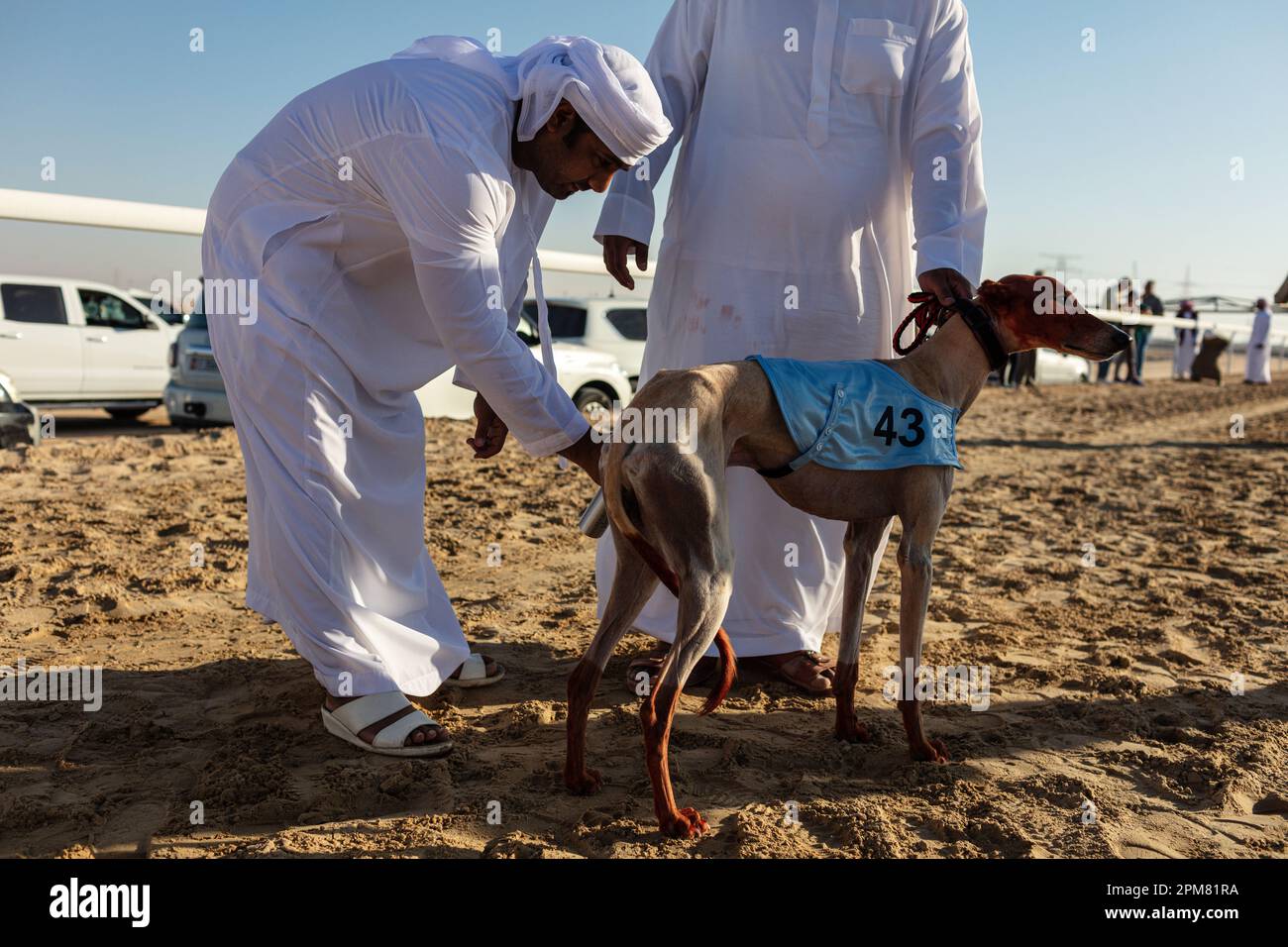 Saluki racing in Al Dhafra region of the Emirate of Abu Dhabi Stock ...
