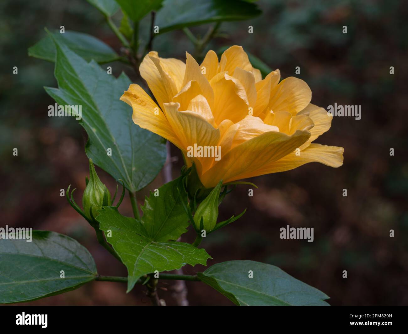 Closeup view of hibiscus rosa sinensis yellow double flower with ...