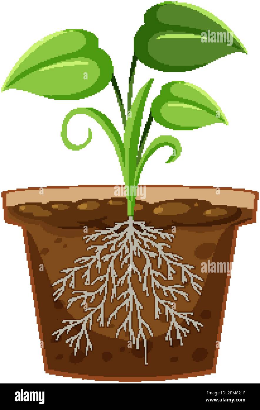 Plant in the pot with root system illustration Stock Vector Image & Art ...