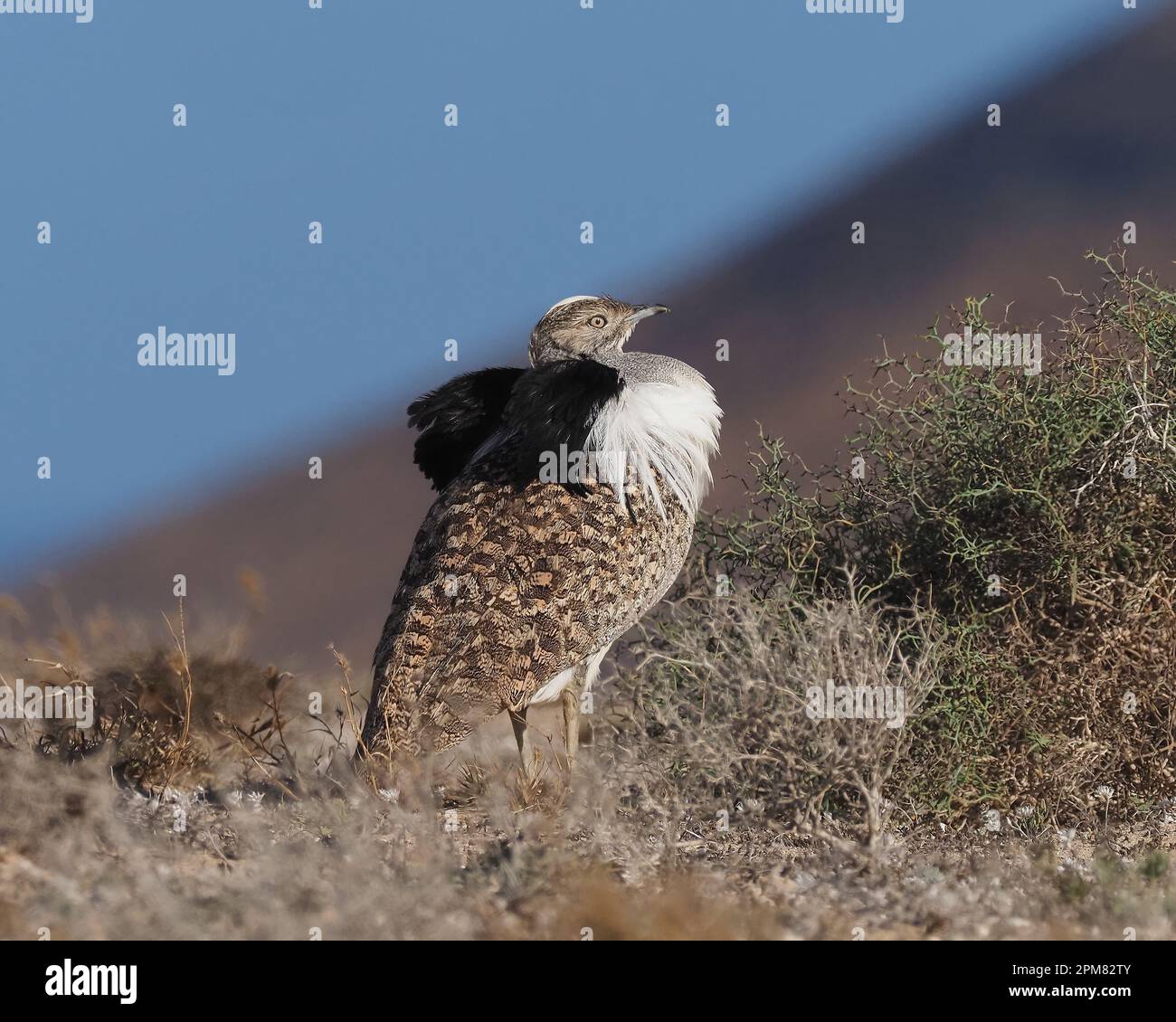 Houbara bustard have superb camouflage as shown in these images Stock ...