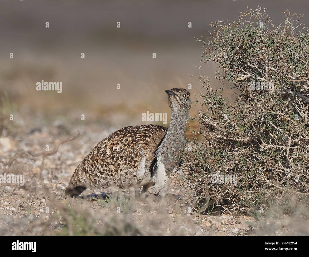 Houbara bustard have superb camouflage as shown in these images Stock ...