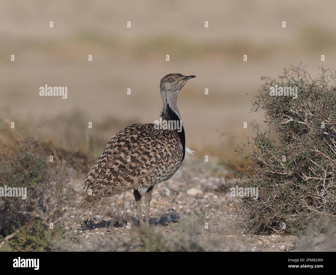 Houbara bustard have superb camouflage as shown in these images Stock ...