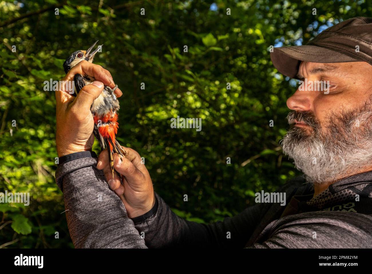 Paris major bird hi-res stock photography and images - Alamy