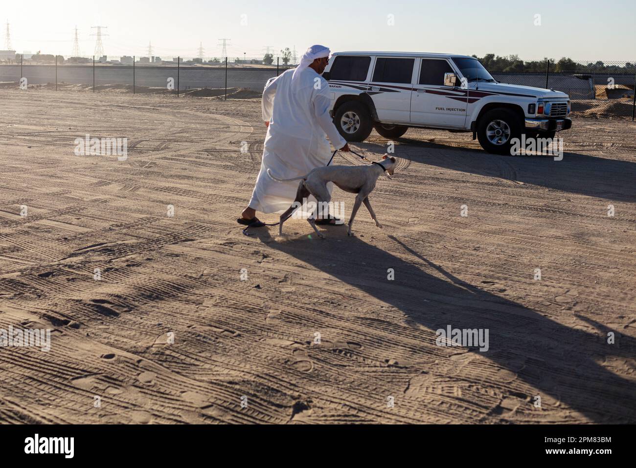 Arabian saluki dogs hi-res stock photography and images - Alamy
