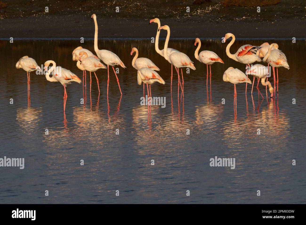 Greece, Macedonia, Thessaloniki, Axios Delta National Park, National ...