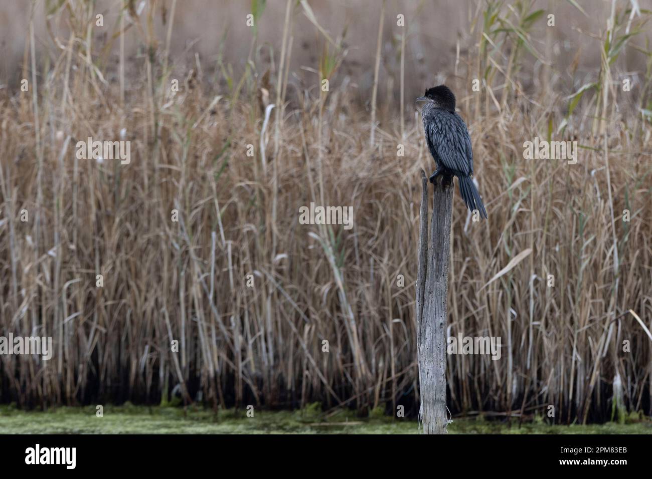 Greece, Macedonia, Thessaloniki, Axios Delta National Park, National ...