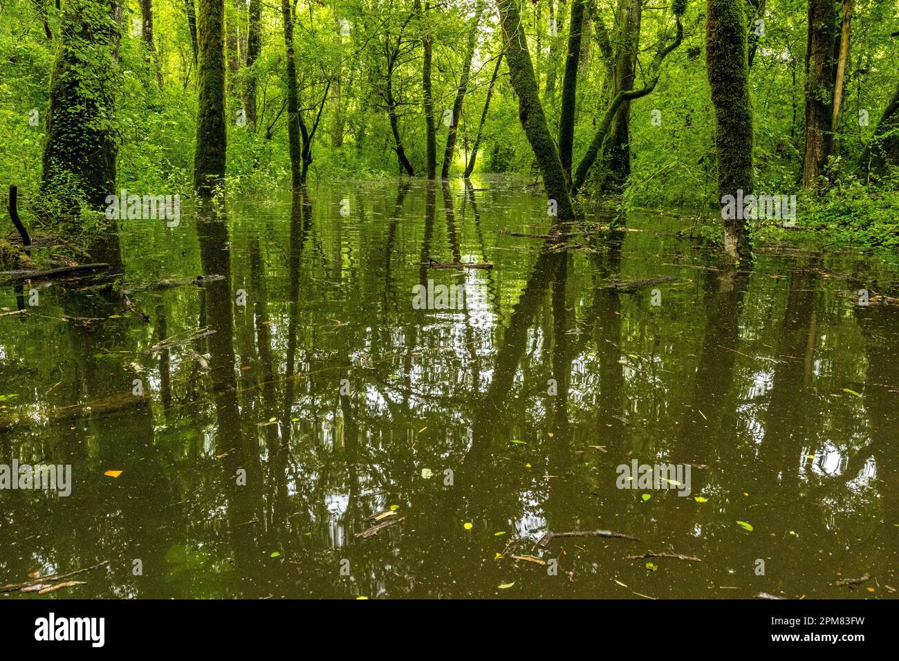 France, Isere, French Haut Rhone Nature Reserve, flooded area of ??the ...