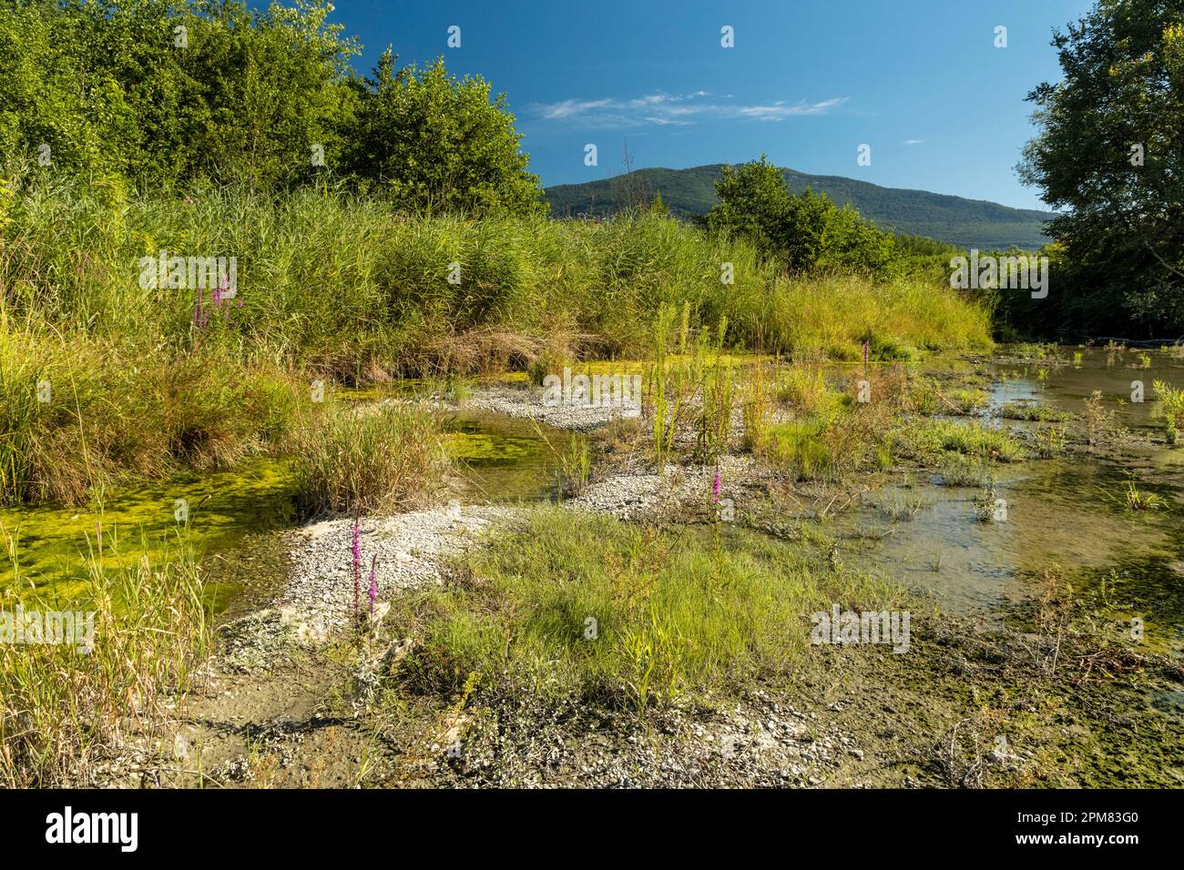 Shallow habitats hi-res stock photography and images - Alamy