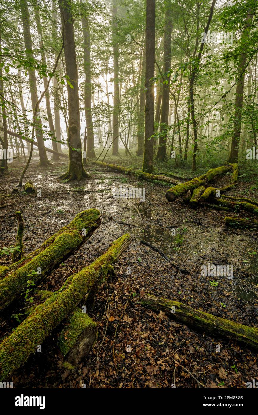 France, Isere, French Haut Rhone Nature Reserve, Evieu forest ...