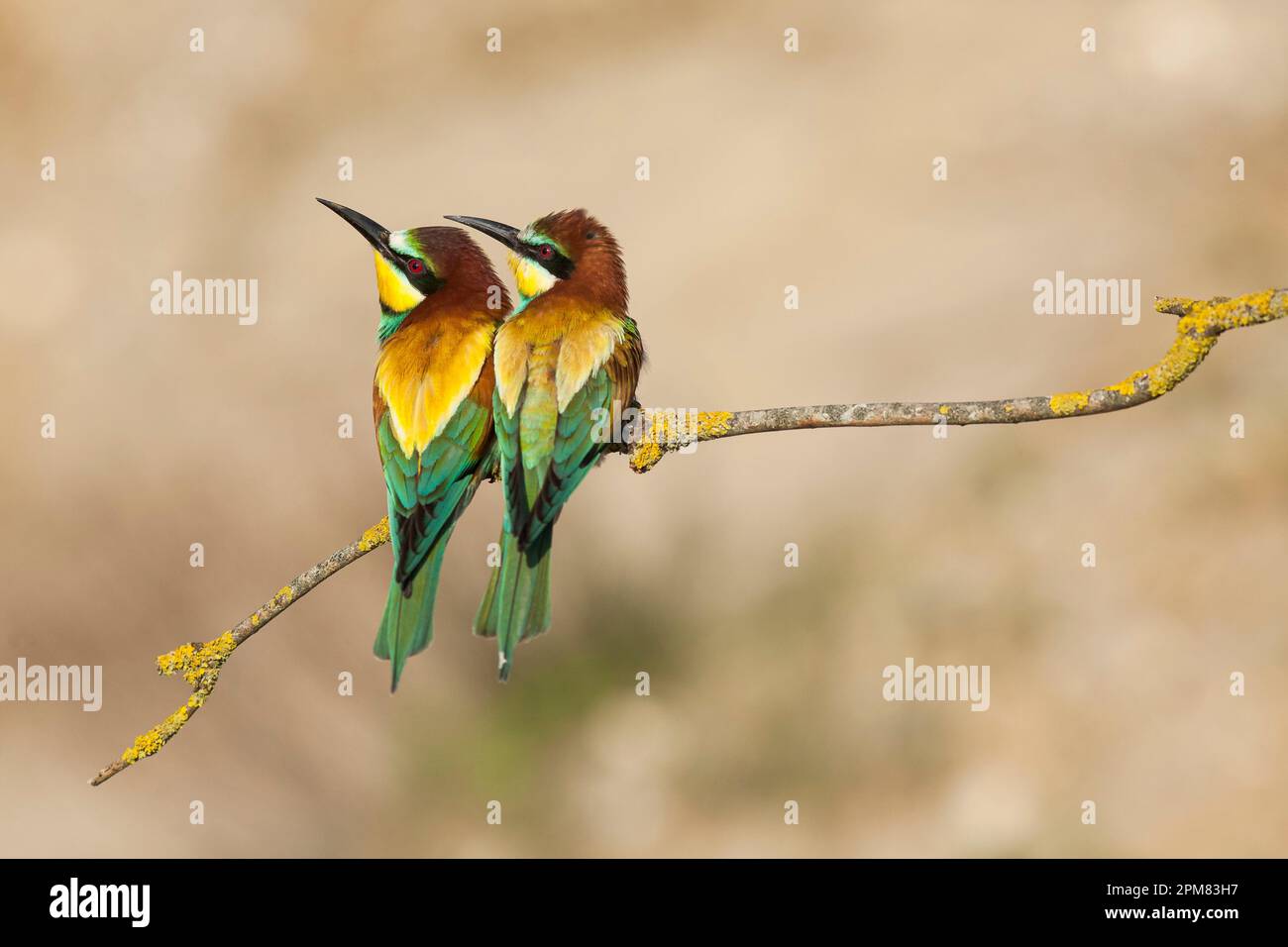 France, Isere, couple of European Bee eaters (Merops apiaster) near the ...