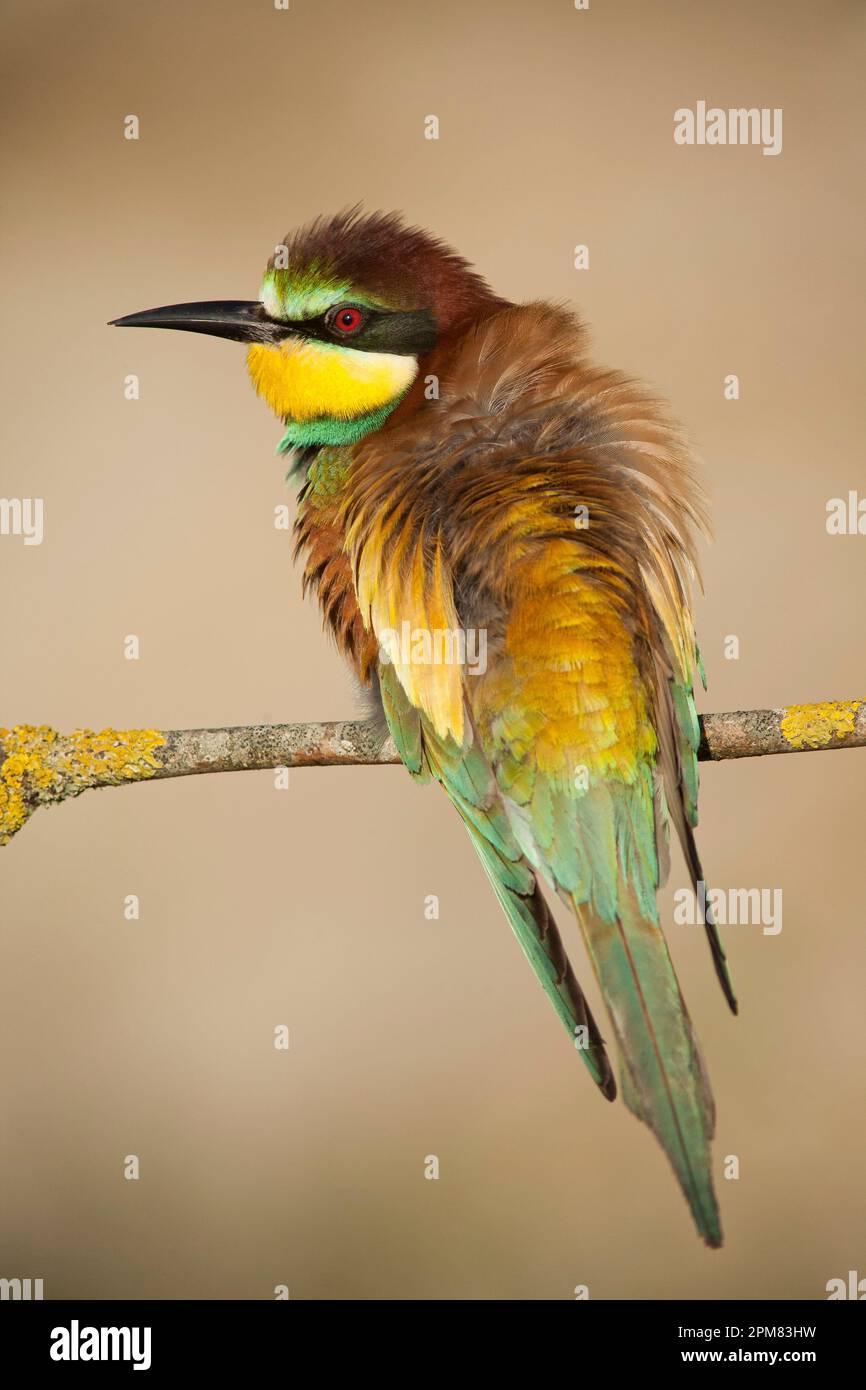 France, Isere, Female bee eater (Merops apiaster) bristling the ...