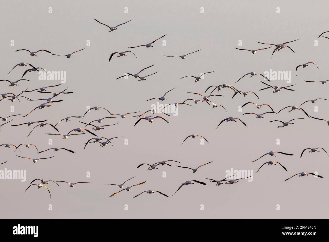 Greece, Macedonia, Thessaloniki, Axios Delta National Park, National ...