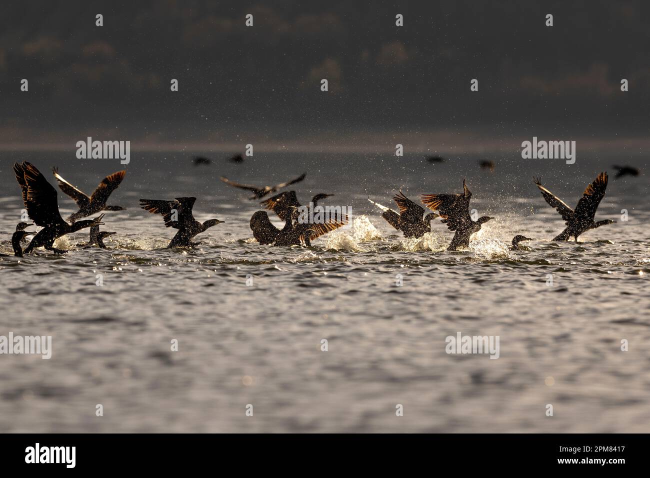 Greece, Macedonia, Lake Kerkini, Great Cormorant (Phalacrocorax carbo ...