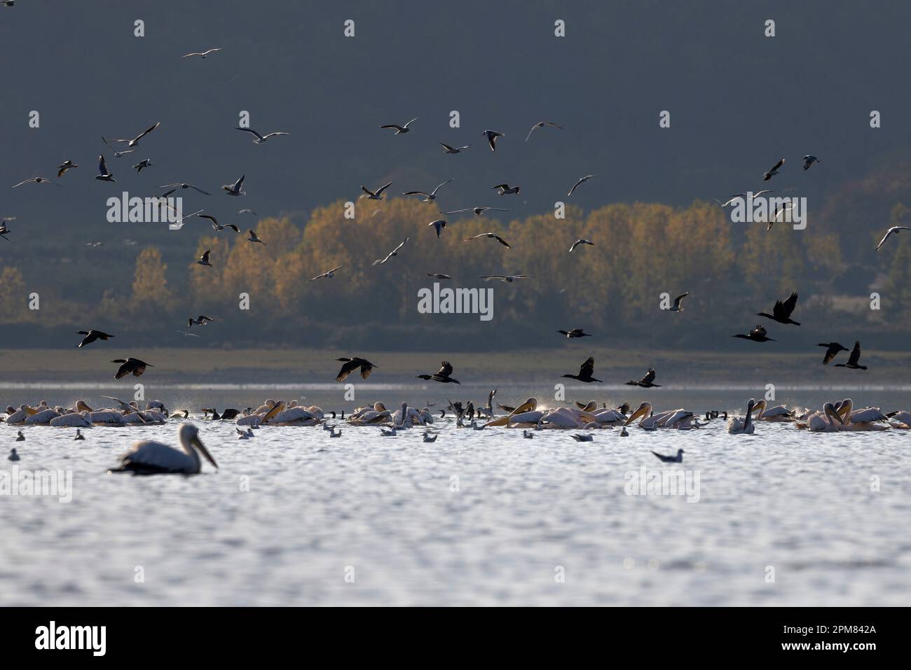 Greece, Macedonia, Lake Kerkini, Great Cormorant (Phalacrocorax carbo ...