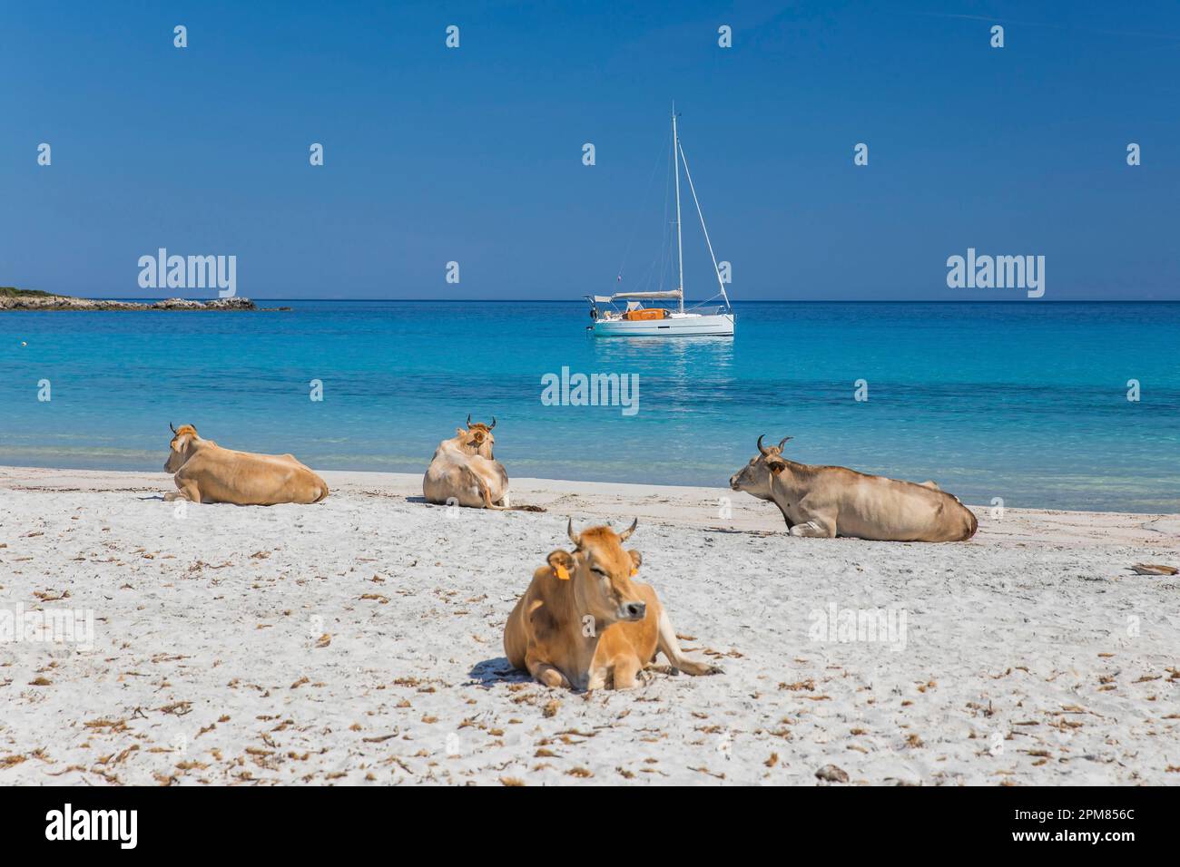 France, Haute Corse, Agriates Desert, Lotu beach, Corsica cows Stock ...
