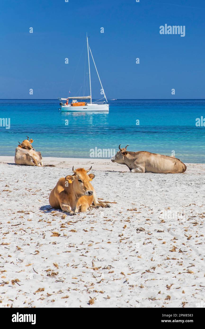 France, Haute Corse, Agriates Desert, Lotu beach, Corsica cows Stock ...