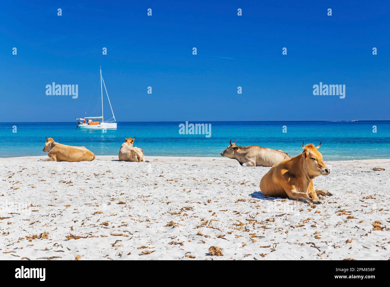 Corsica beach cows hi-res stock photography and images - Alamy