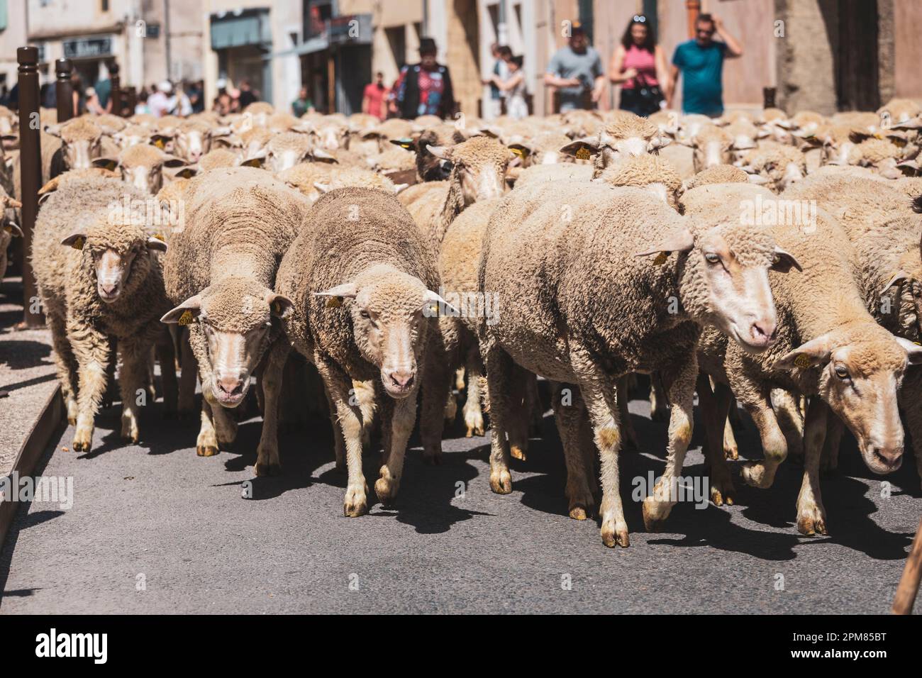 France, Bouches-du-Rhône, Pelissanne, festival of transhumance with ...
