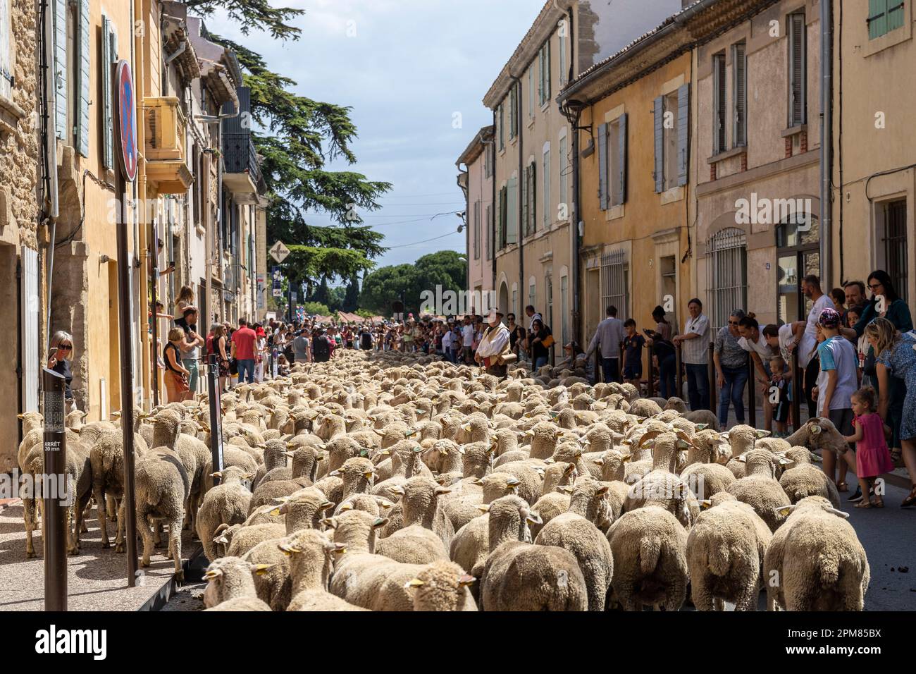 France, Bouches-du-Rhône, Pelissanne, festival of transhumance with ...