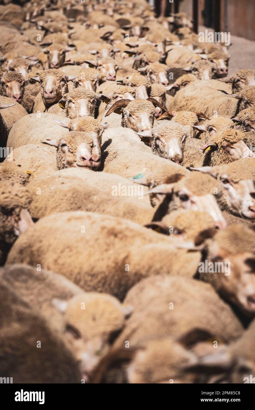Hundreds of sheep hi-res stock photography and images - Alamy