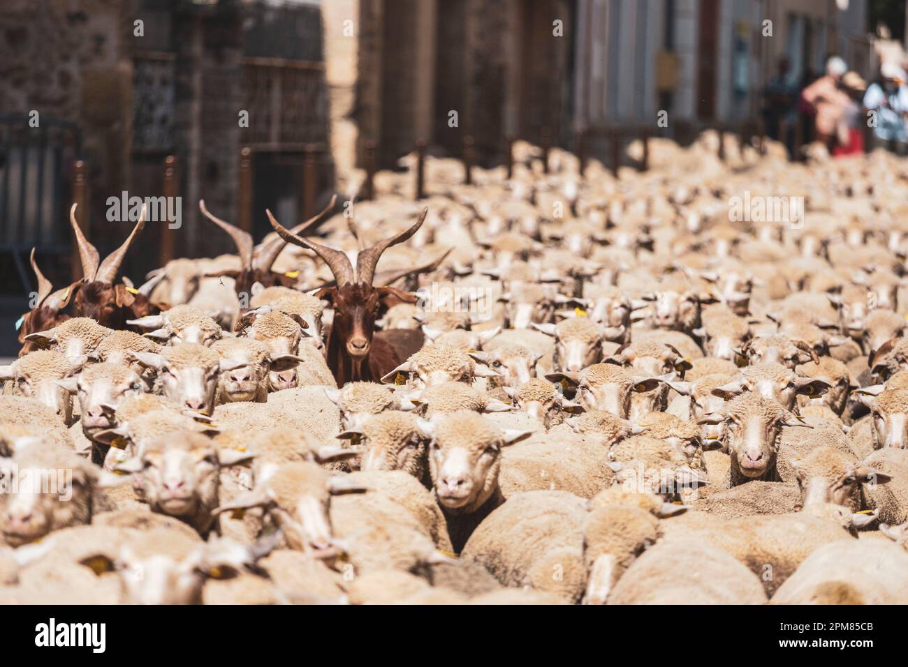 Hundreds of sheep hi-res stock photography and images - Alamy