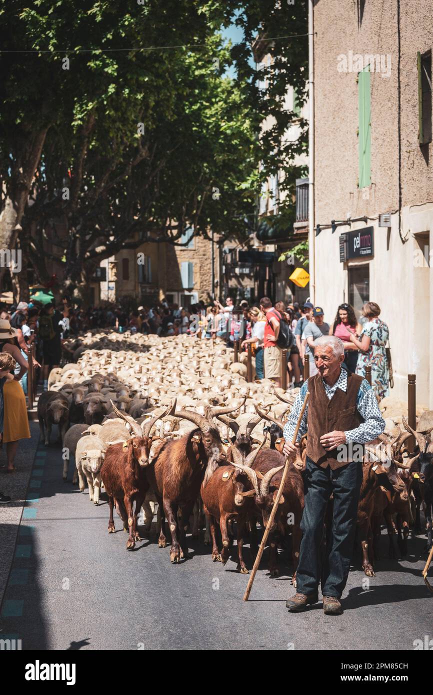 France, Bouches-du-Rhône, Pelissanne, festival of transhumance with ...