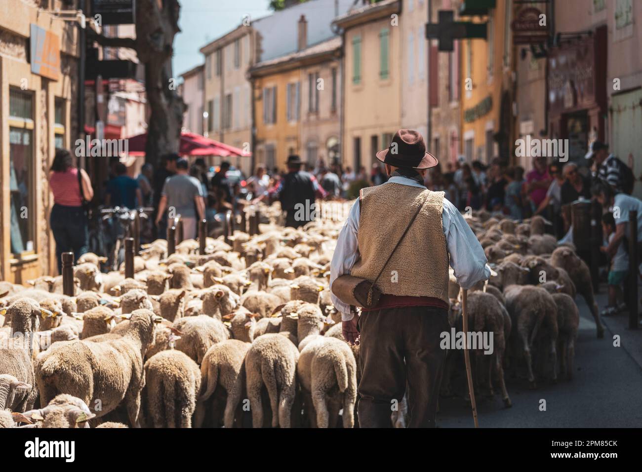 France, Bouches-du-Rhône, Pelissanne, festival of transhumance with ...