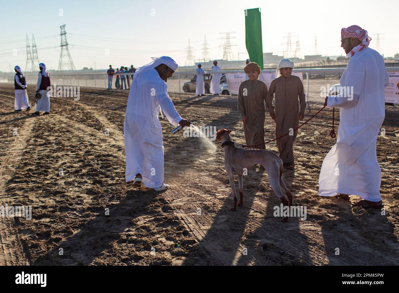 Saluki racing in Al Dhafra region of the Emirate of Abu Dhabi Stock ...