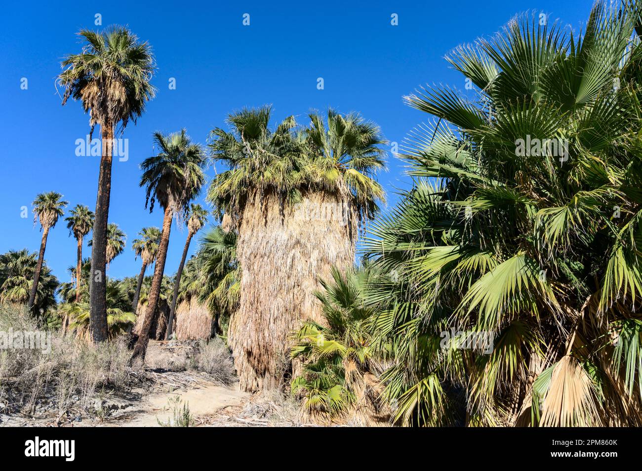 United States, California, Greater Palm Springss region, Coachella ...