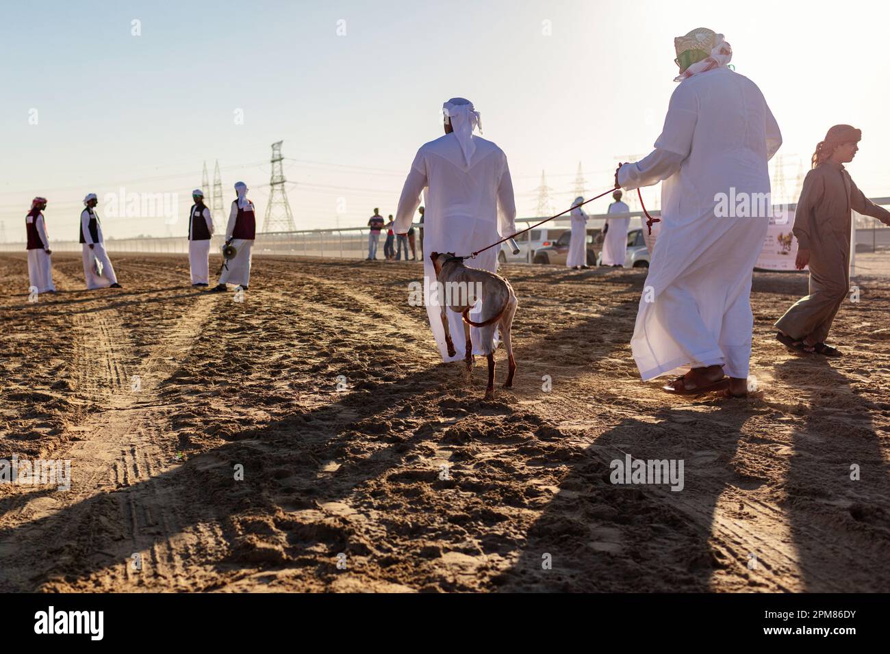 Saluki racing in Al Dhafra region of the Emirate of Abu Dhabi Stock ...