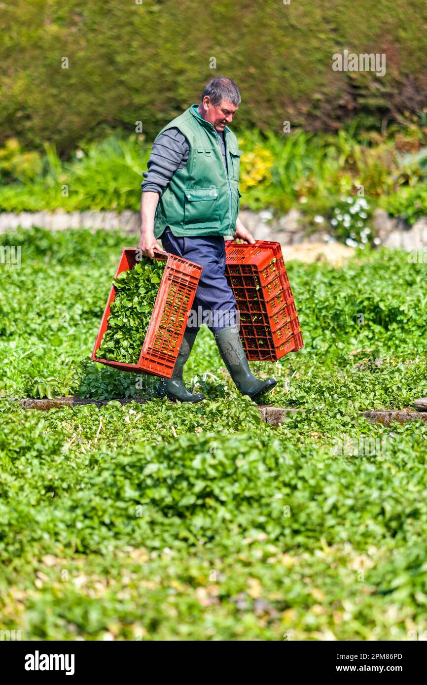 Person harvesting watercress hi-res stock photography and images - Alamy