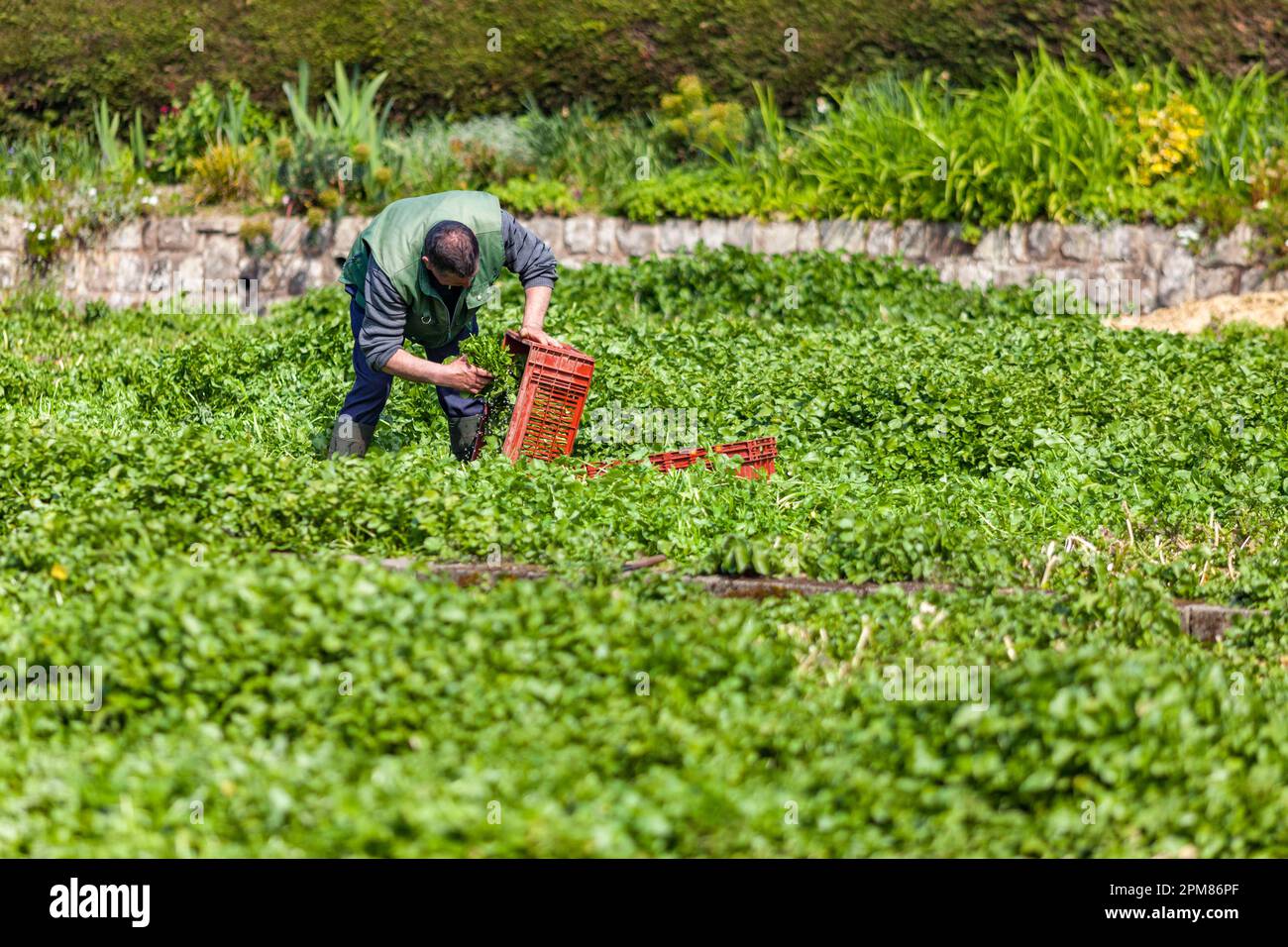 Person harvesting watercress hi-res stock photography and images - Alamy